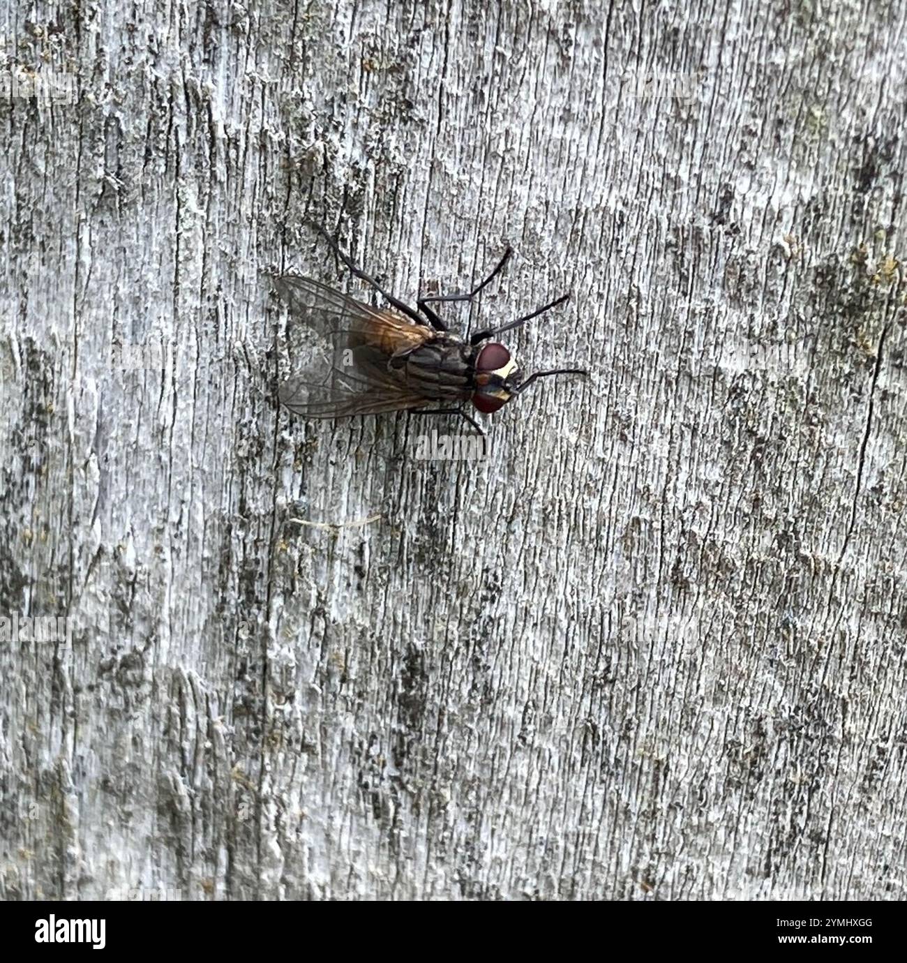 Common House Fly (Musca domestica Stock Photo - Alamy