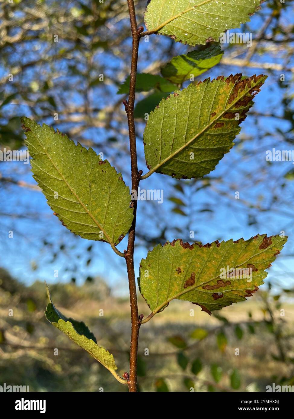 Water Elm (Planera aquatica Stock Photo - Alamy