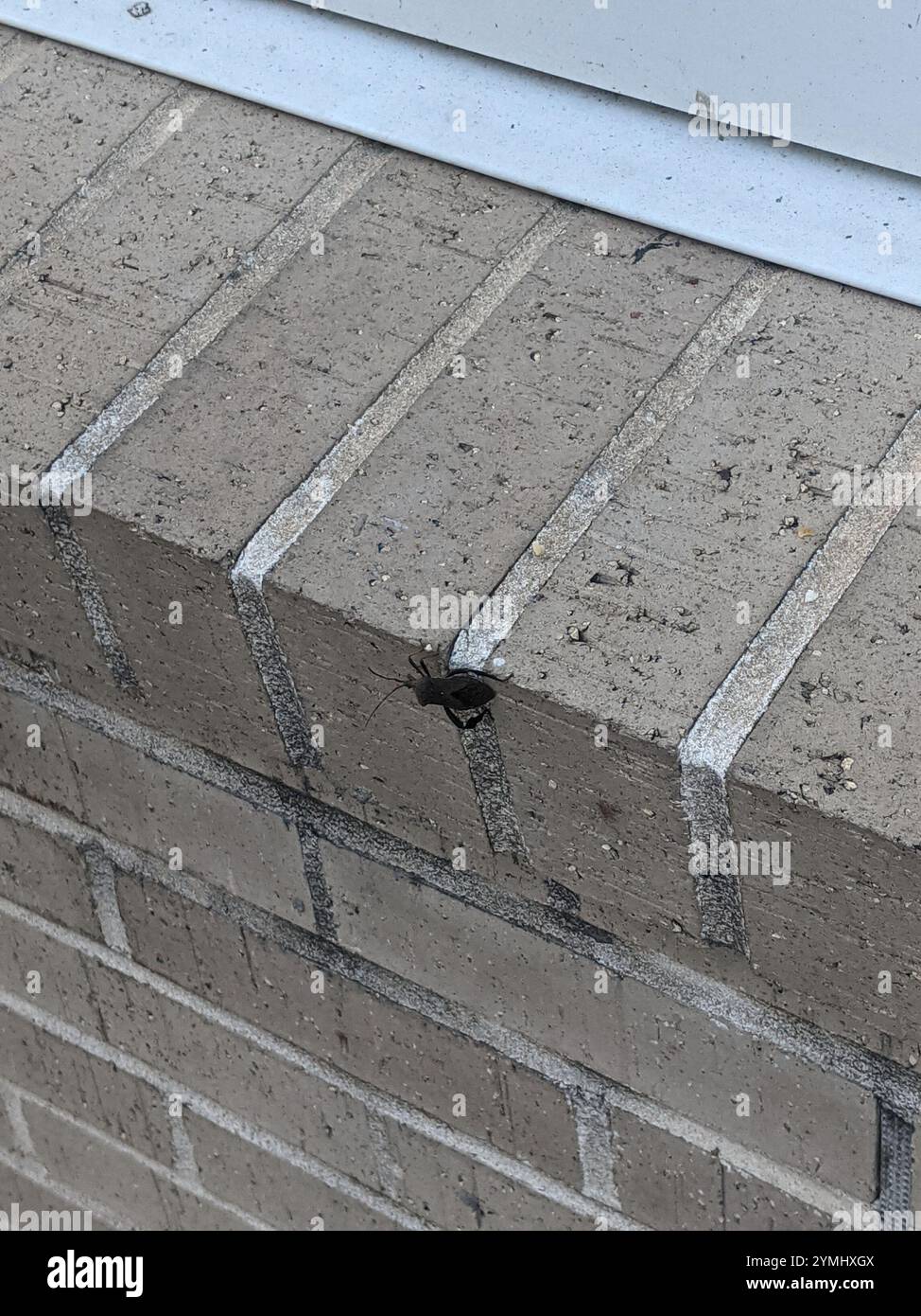 Florida Leaf-footed Bug (Acanthocephala femorata Stock Photo - Alamy