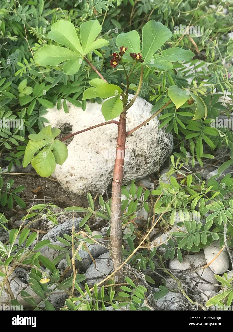 Bellyache bush jatropha gossypiifolia hi-res stock photography and ...