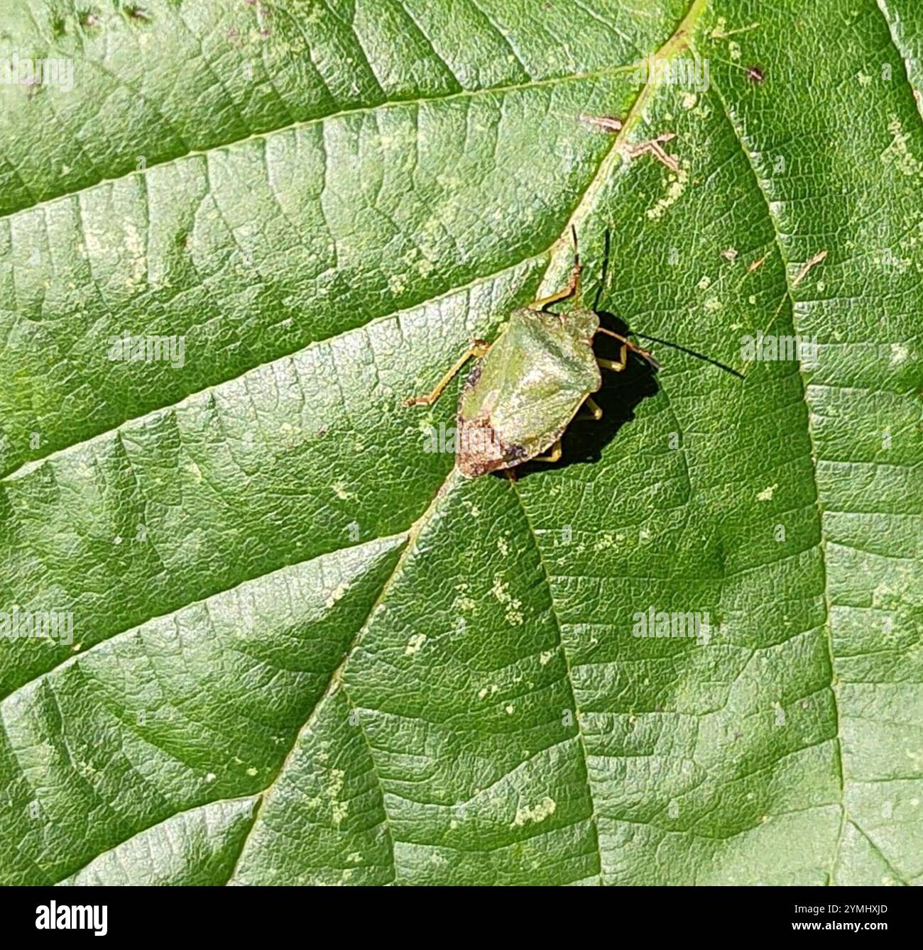 Green Shield Bug (Palomena prasina Stock Photo - Alamy