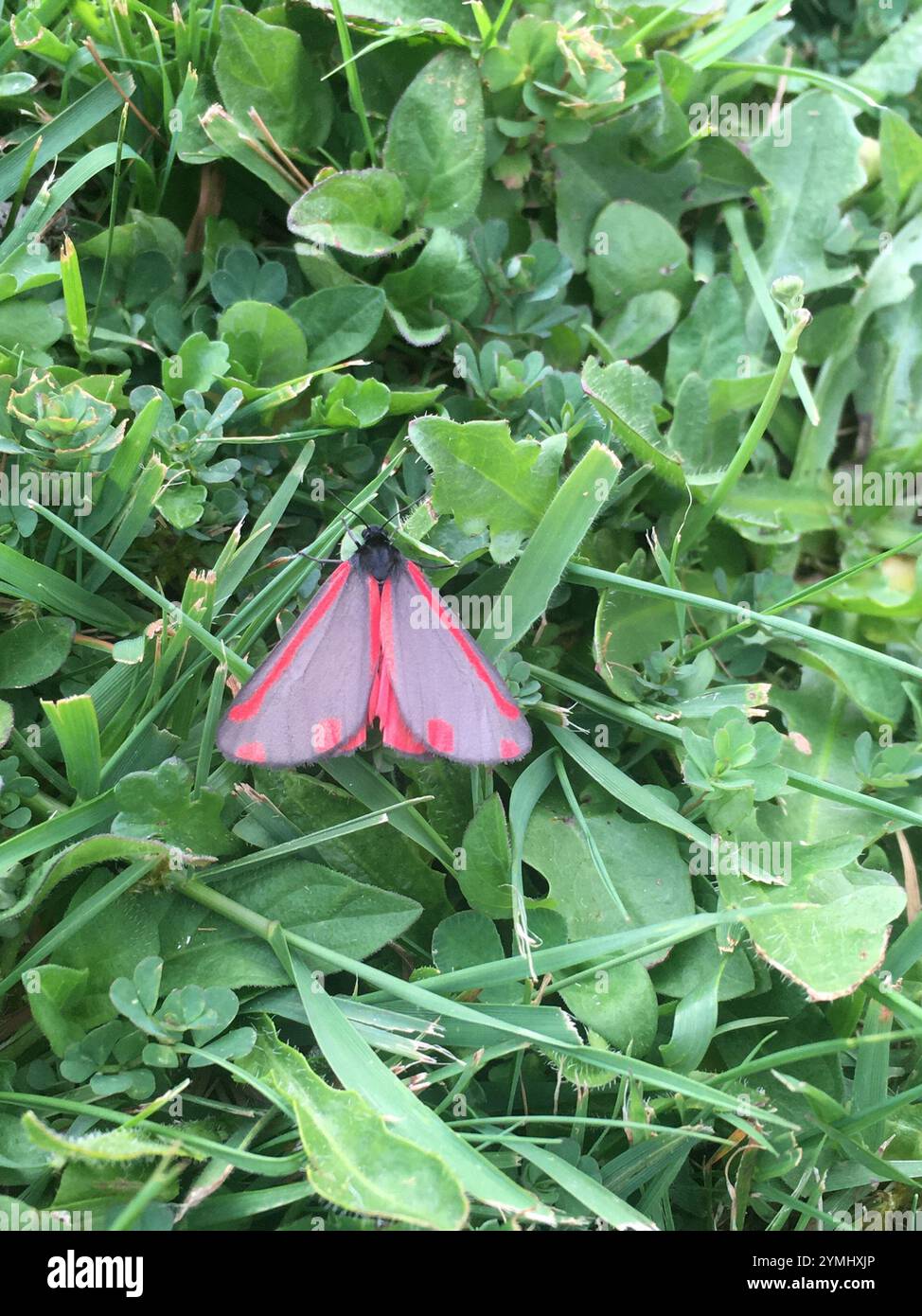 Cinnabar moth (Tyria jacobaeae Stock Photo - Alamy