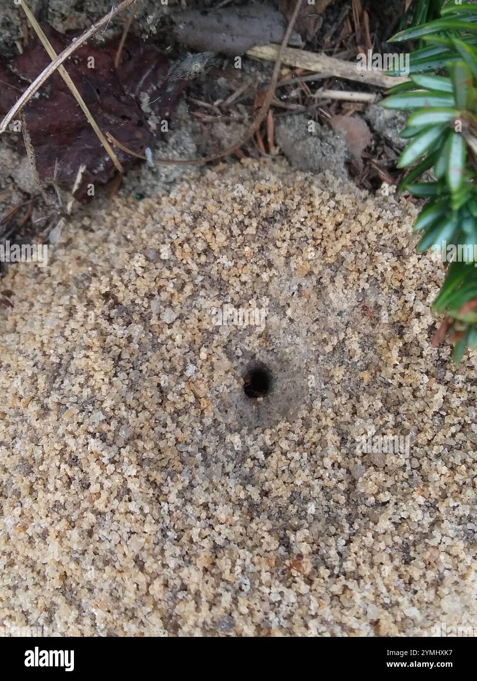 Buren's Pyramid Ant (Dorymyrmex bureni Stock Photo - Alamy