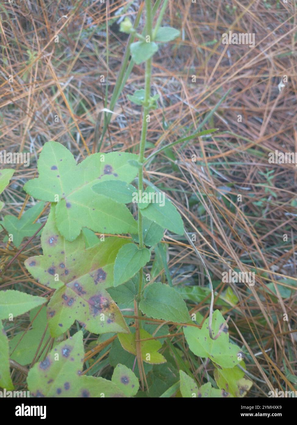 smaller white snakeroot (Ageratina aromatica Stock Photo - Alamy