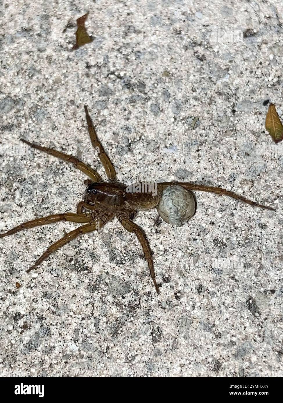 Wolf Spiders and Allies (Lycosoidea Stock Photo - Alamy