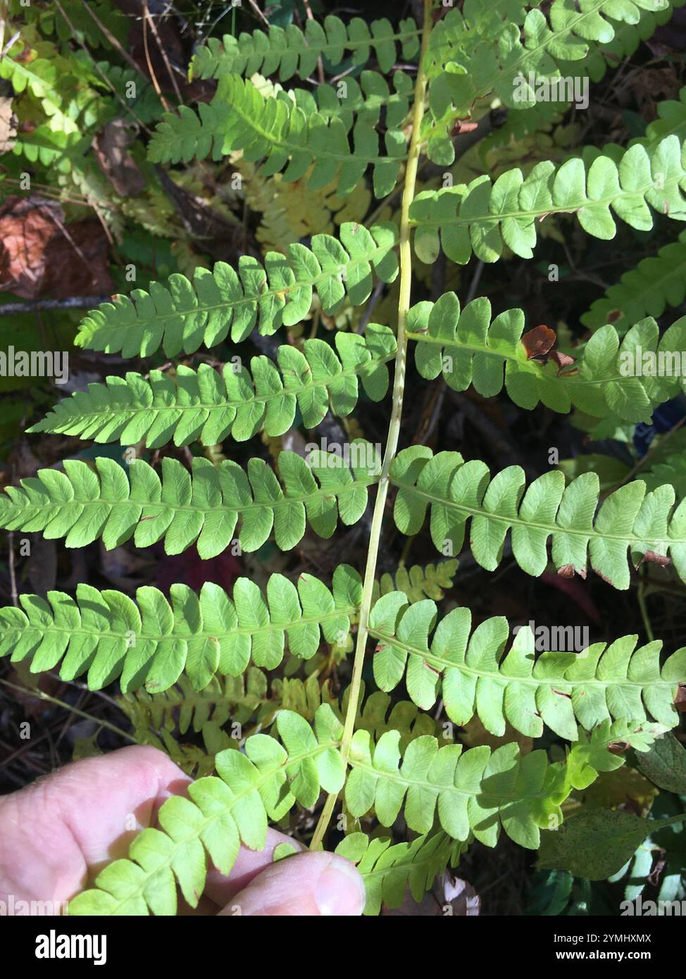 cinnamon fern (Osmundastrum cinnamomeum Stock Photo - Alamy