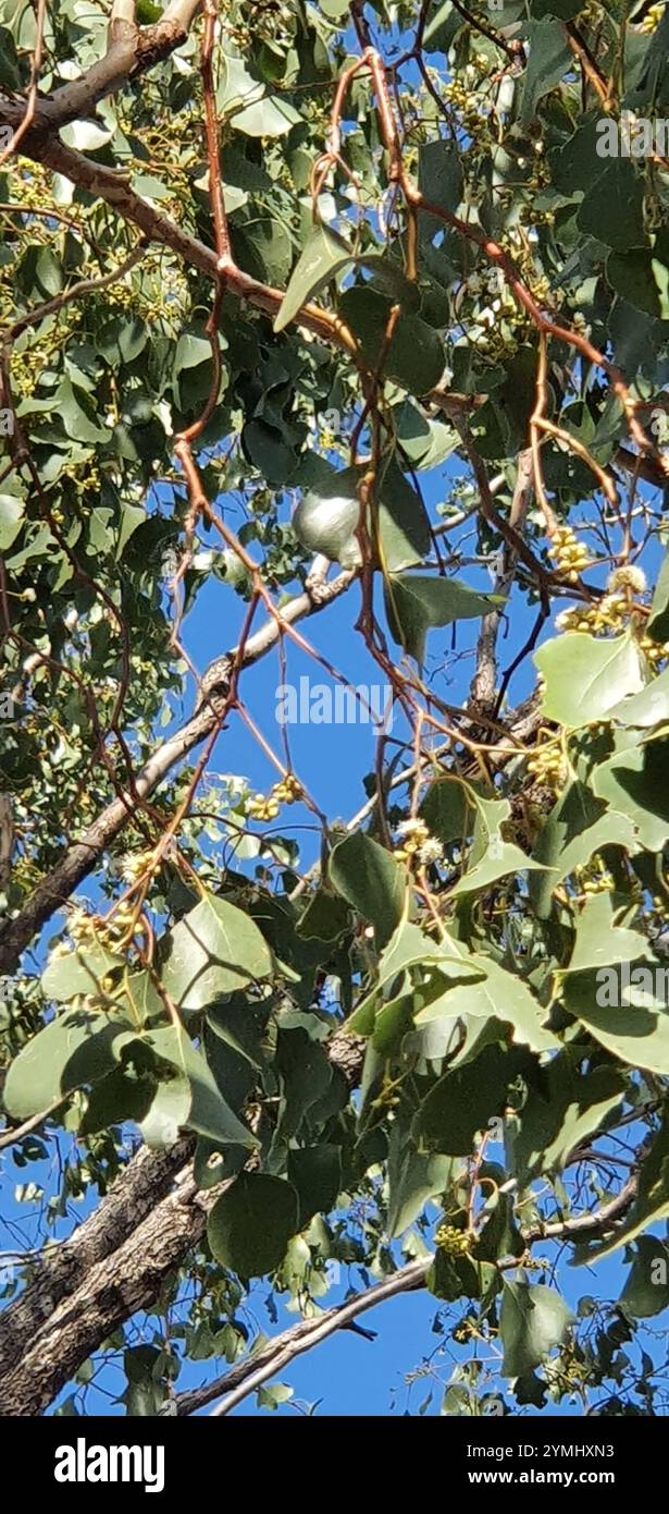 Poplar Box (Eucalyptus populnea Stock Photo - Alamy