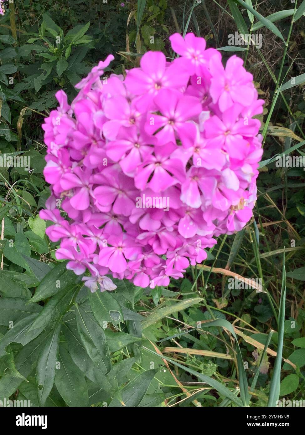 fall phlox (Phlox paniculata Stock Photo - Alamy