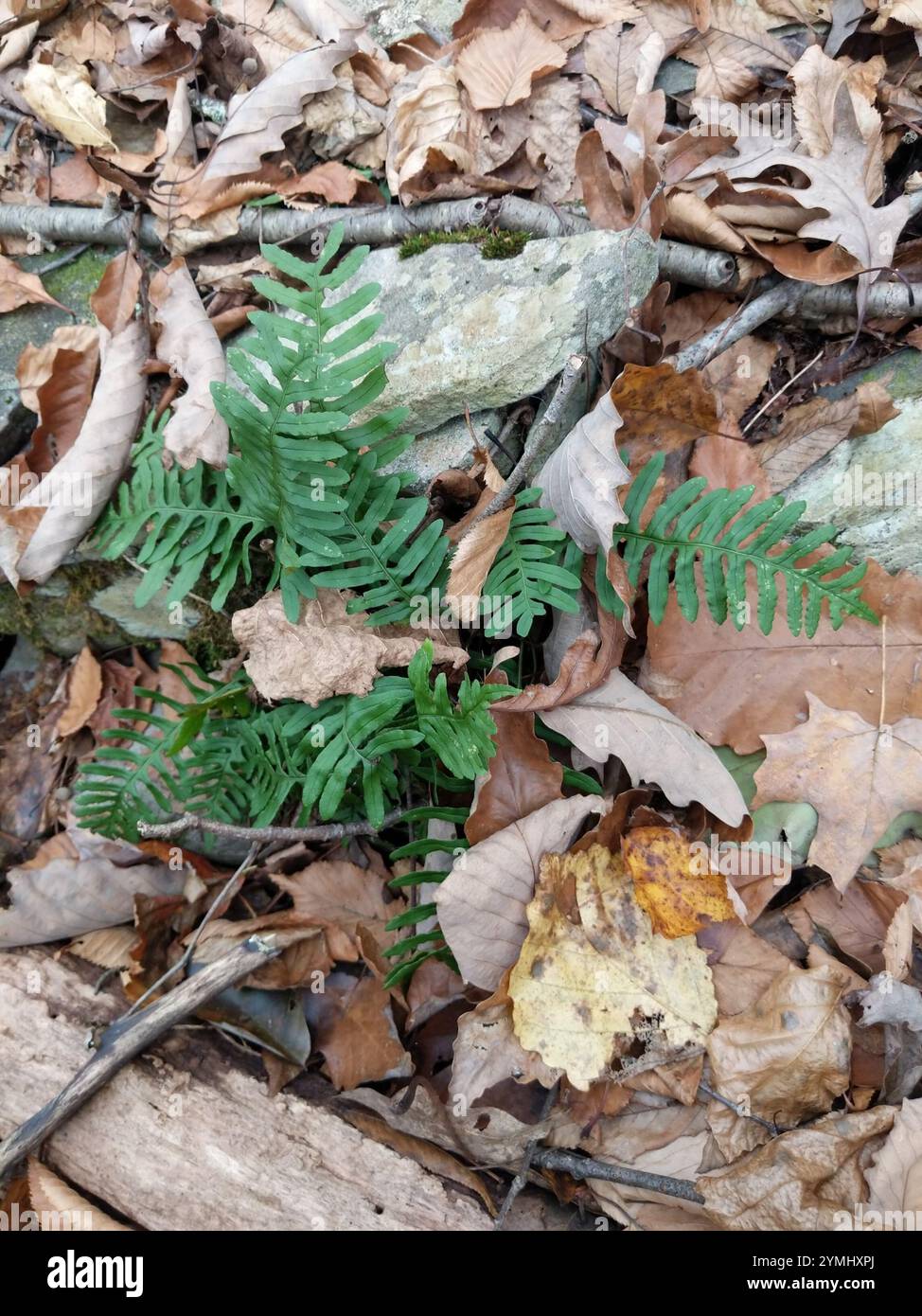 polypody ferns (Polypodium Stock Photo - Alamy