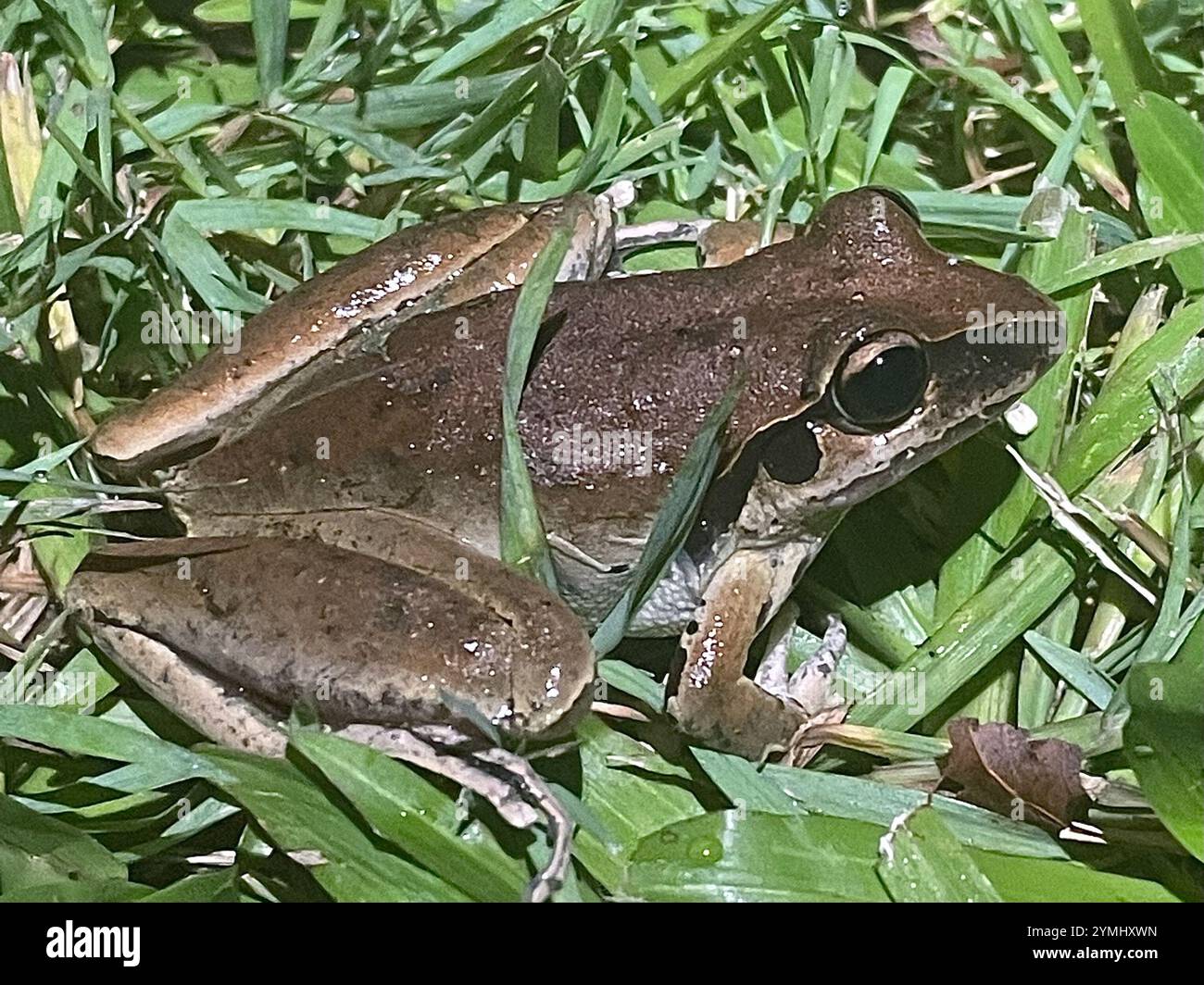 Broad-palmed Rocket Frog (Litoria latopalmata Stock Photo - Alamy