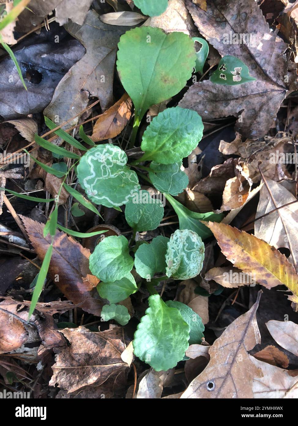 roundleaf ragwort (Packera obovata Stock Photo - Alamy