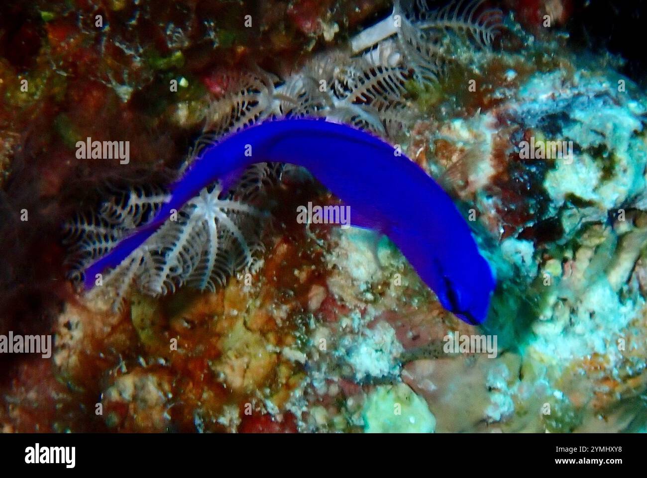 Orchid Dottyback (Pseudochromis fridmani Stock Photo - Alamy