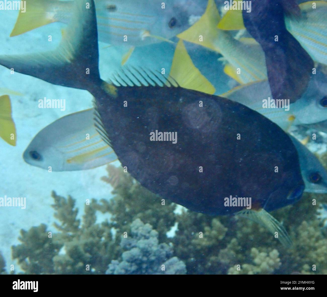 Forktail rabbitfish hi-res stock photography and images - Alamy