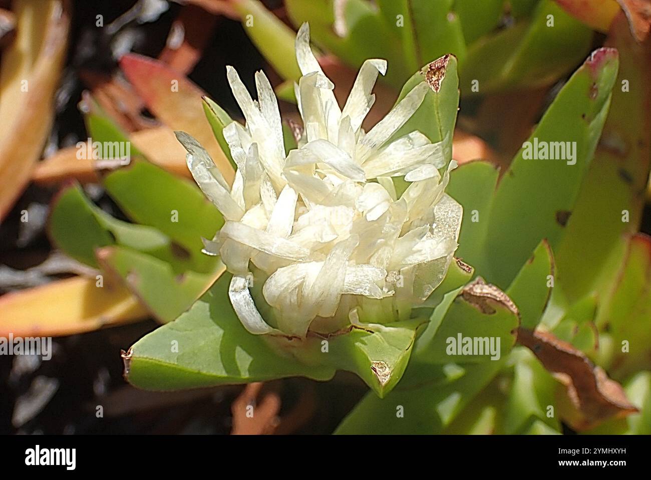 Common Sourfig (Carpobrotus edulis edulis Stock Photo - Alamy