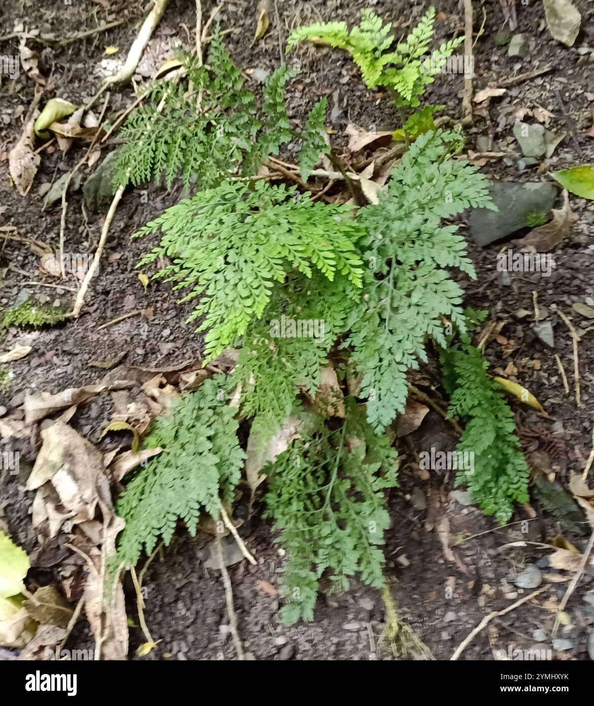 hen and chickens fern (Asplenium gracillimum Stock Photo - Alamy
