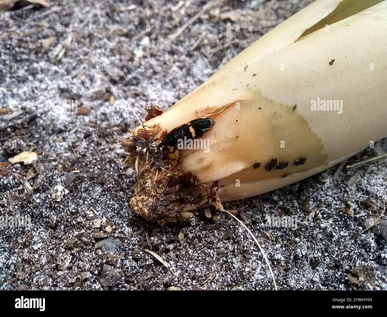 Mexican Bromeliad Weevil (Metamasius callizona Stock Photo - Alamy