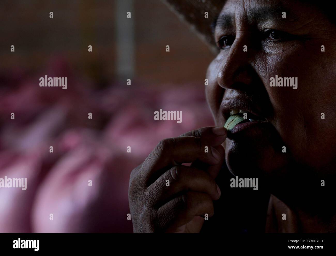 Daría Nina chews coca leaves at the coca-leaf market in Chipiriri ...