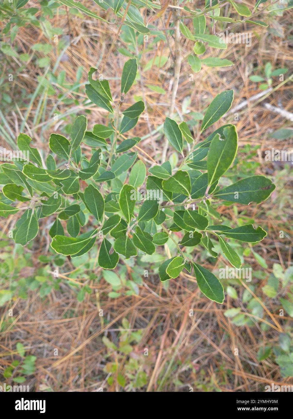 gallberry (Ilex glabra Stock Photo - Alamy