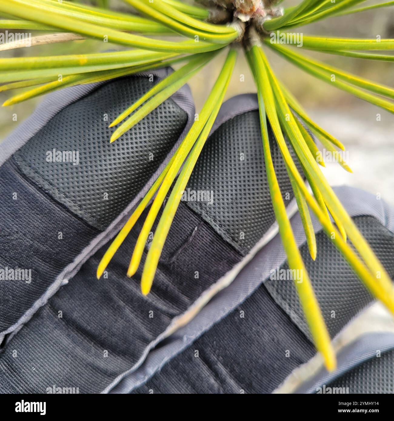 pitch pine (Pinus rigida Stock Photo - Alamy