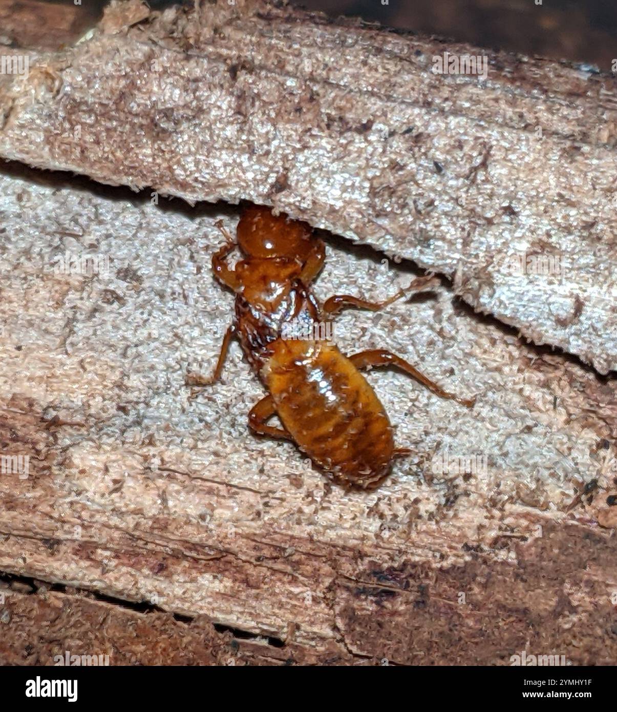 Pacific Dampwood Termite (Zootermopsis angusticollis Stock Photo - Alamy