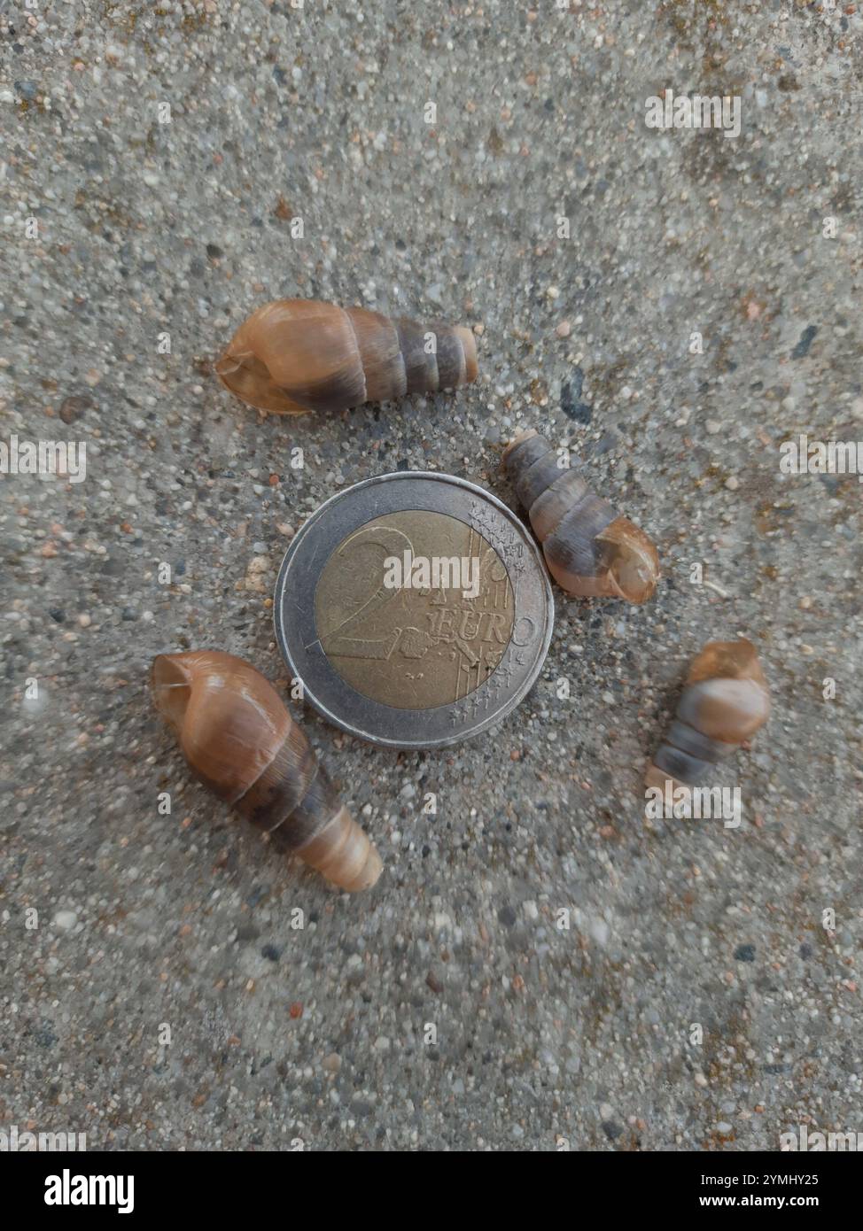 Decollate Snail (Rumina decollata Stock Photo - Alamy