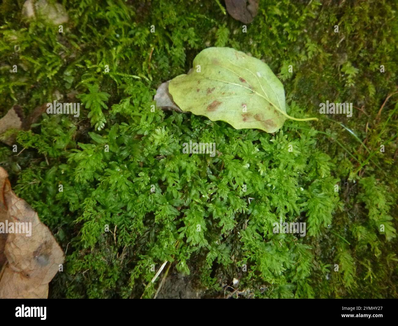 Palm-tree Moss (Plagiomnium undulatum Stock Photo - Alamy
