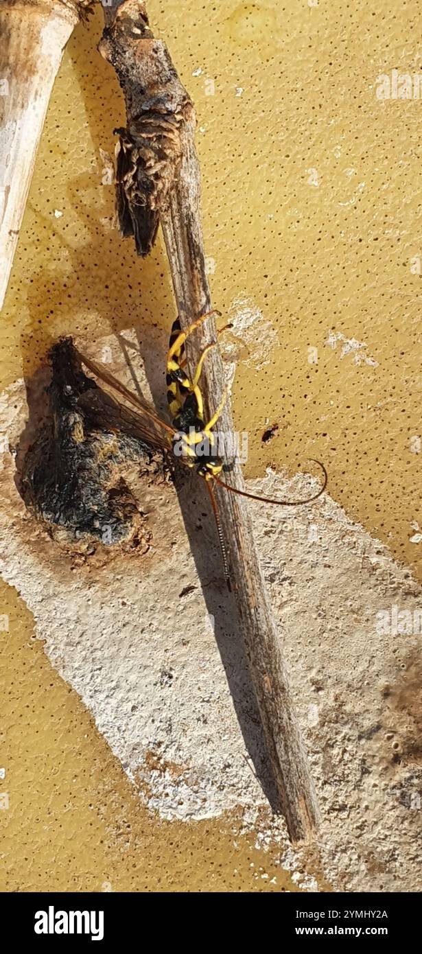 Ants, Bees, Wasps, and Sawflies (Hymenoptera Stock Photo - Alamy