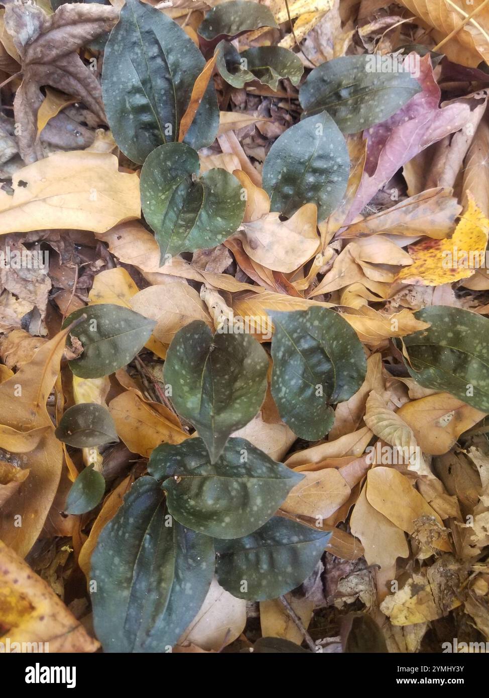 crane-fly orchid (Tipularia discolor Stock Photo - Alamy