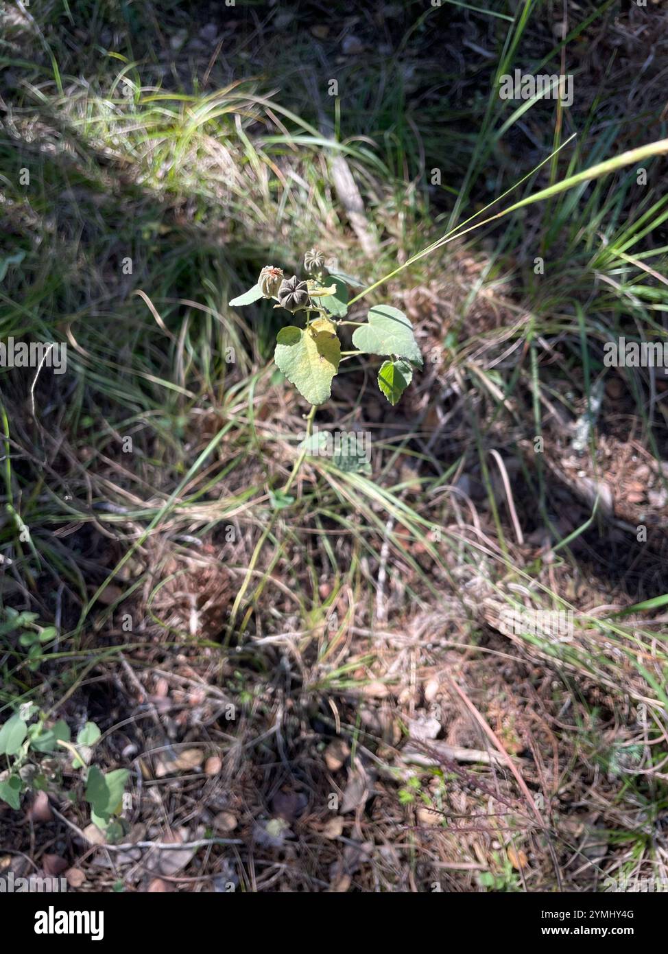 sweet Indian Mallow (Abutilon fruticosum Stock Photo - Alamy