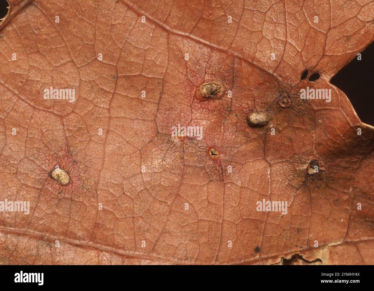 oak flake gall wasp (Neuroterus quercusverrucarum Stock Photo - Alamy