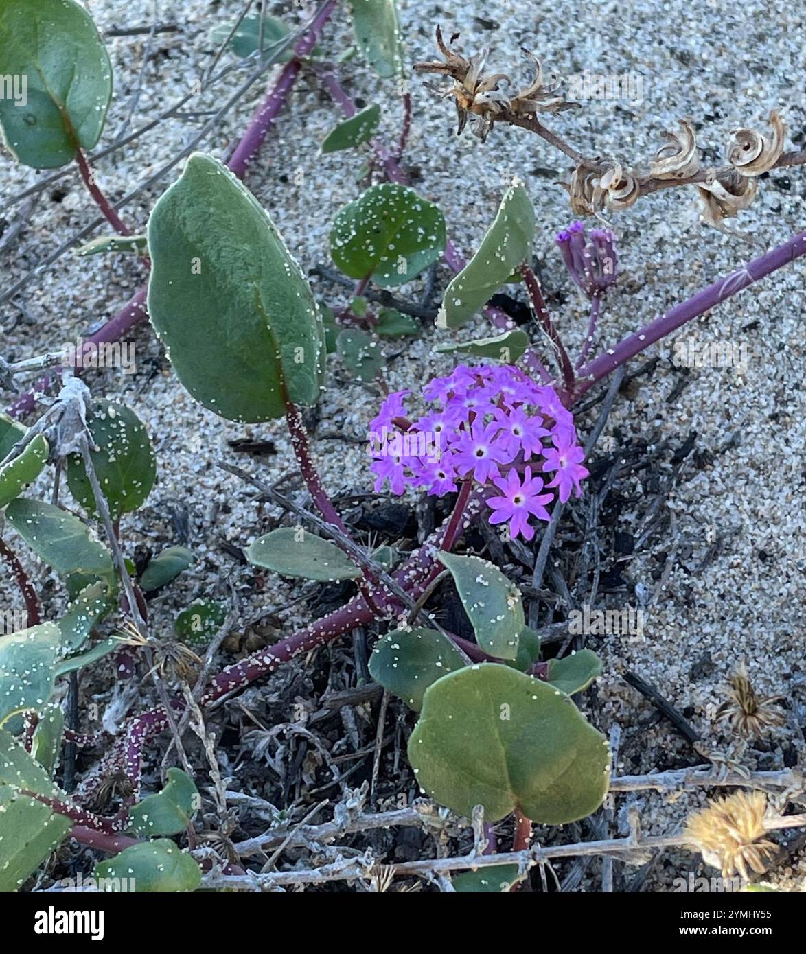 Pink Sand Verbena (Abronia umbellata Stock Photo - Alamy