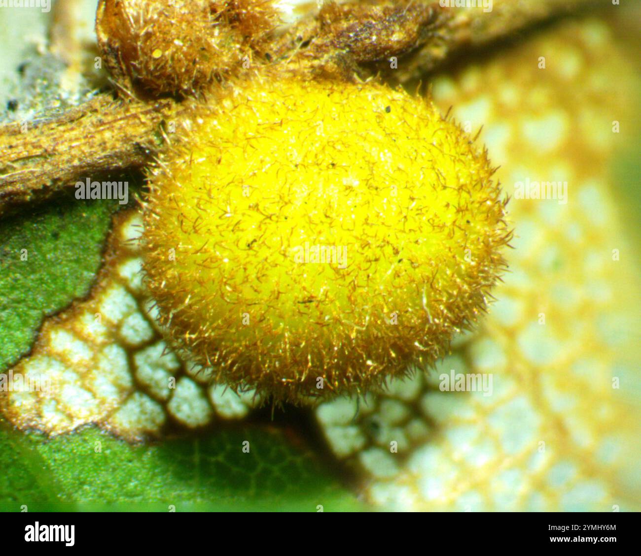 Oak Gall Wasps (Cynipini Stock Photo - Alamy