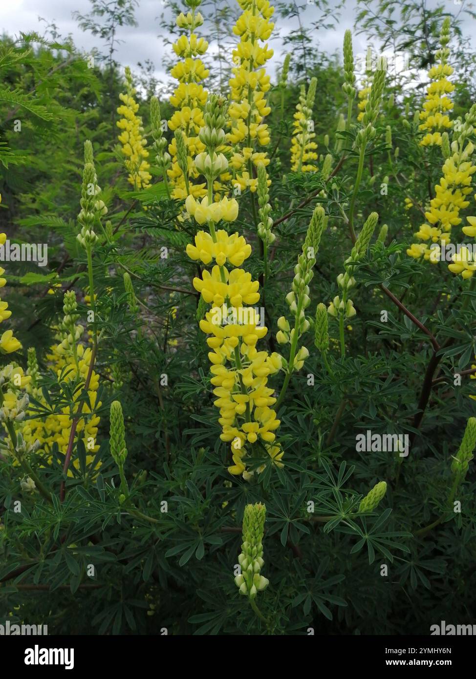 coastal bush lupine (Lupinus arboreus Stock Photo - Alamy