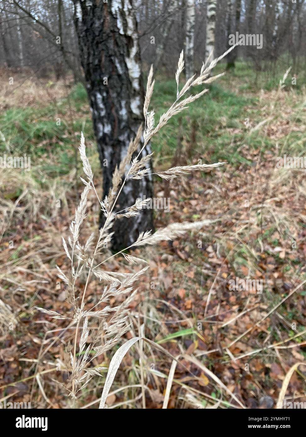 Bushgrass (Calamagrostis epigejos Stock Photo - Alamy