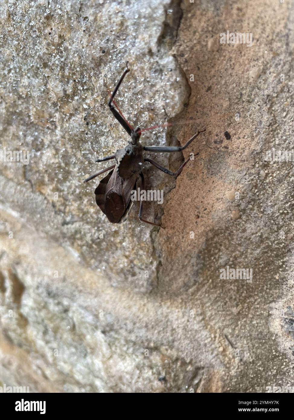 North American Wheel Bug (Arilus cristatus Stock Photo - Alamy