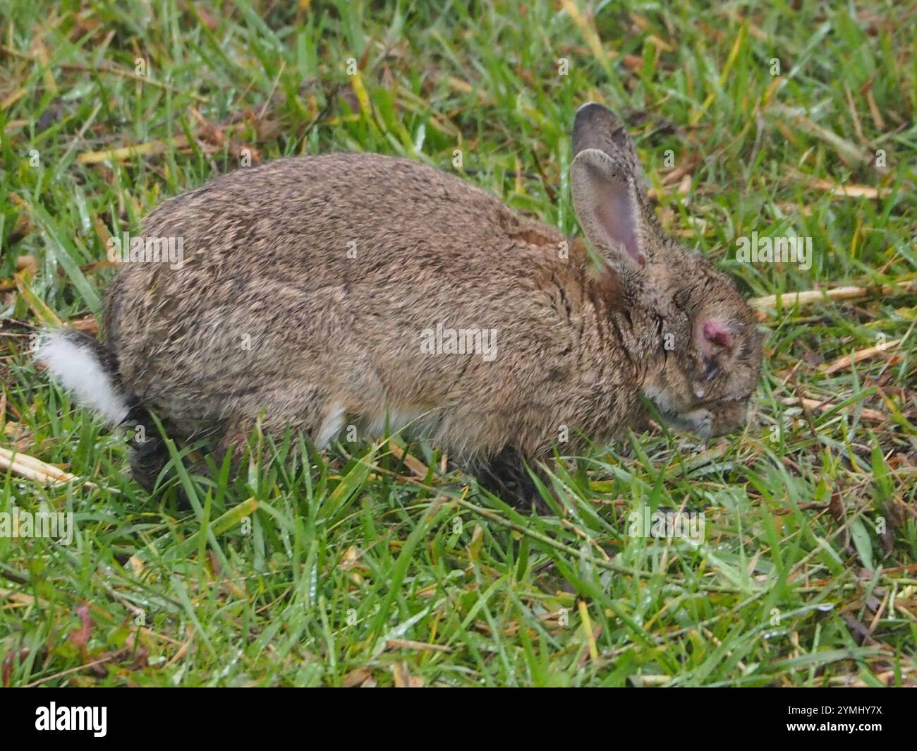 European Rabbit (Oryctolagus cuniculus Stock Photo - Alamy