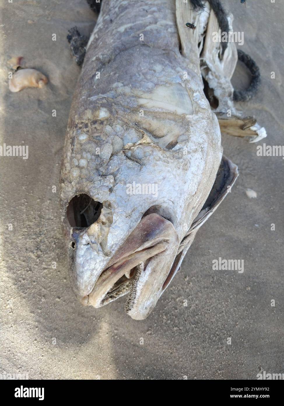 Red Drum (Sciaenops ocellatus Stock Photo - Alamy
