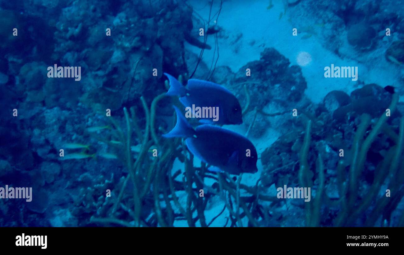 Atlantic Blue Tang (Acanthurus coeruleus Stock Photo - Alamy