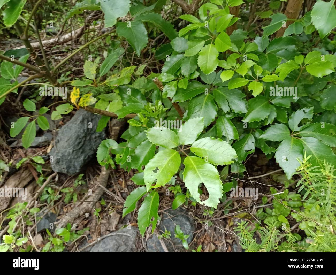five finger (Pseudopanax arboreus Stock Photo - Alamy