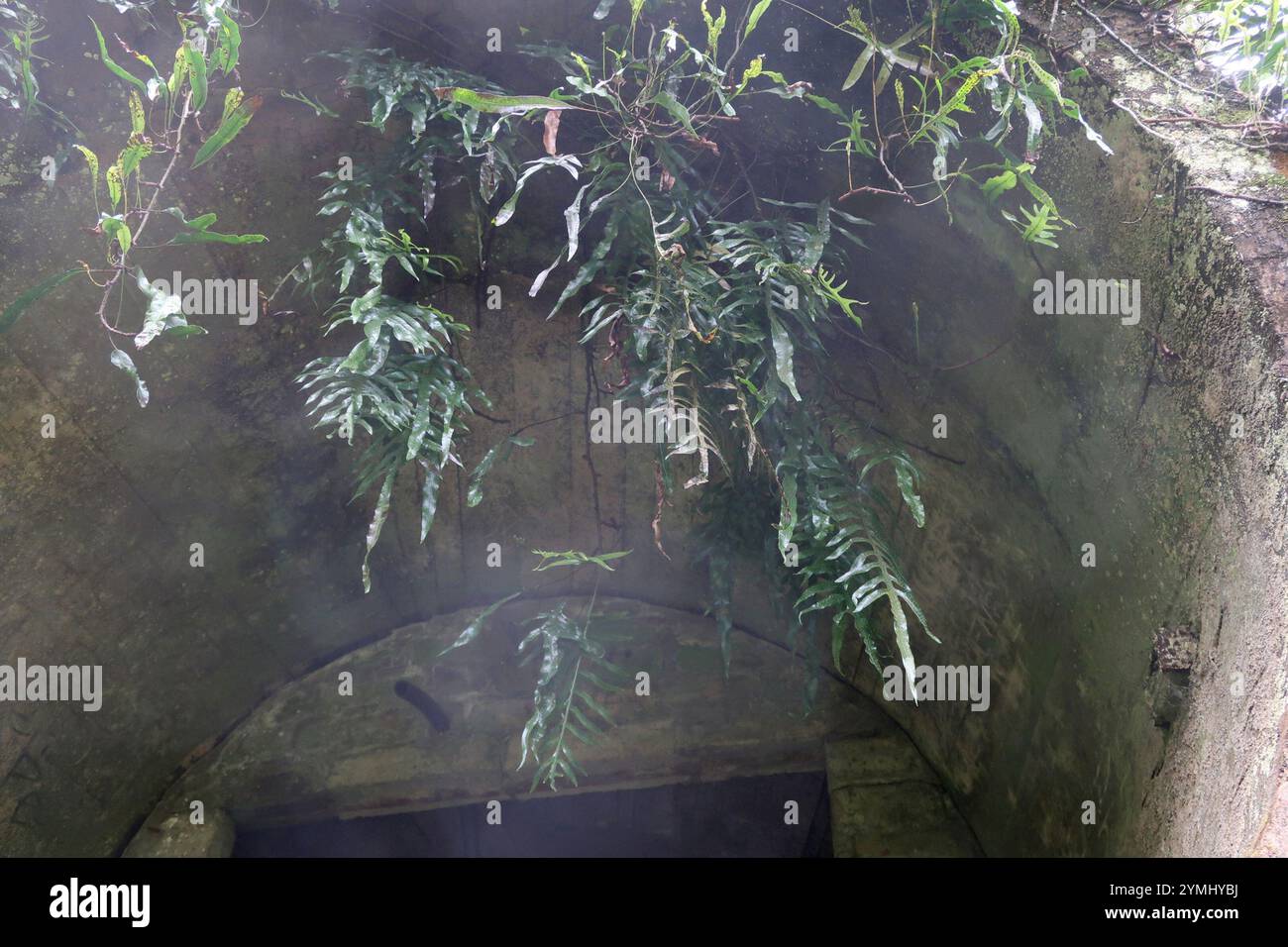 Kangaroo Fern (Microsorum pustulatum pustulatum Stock Photo - Alamy