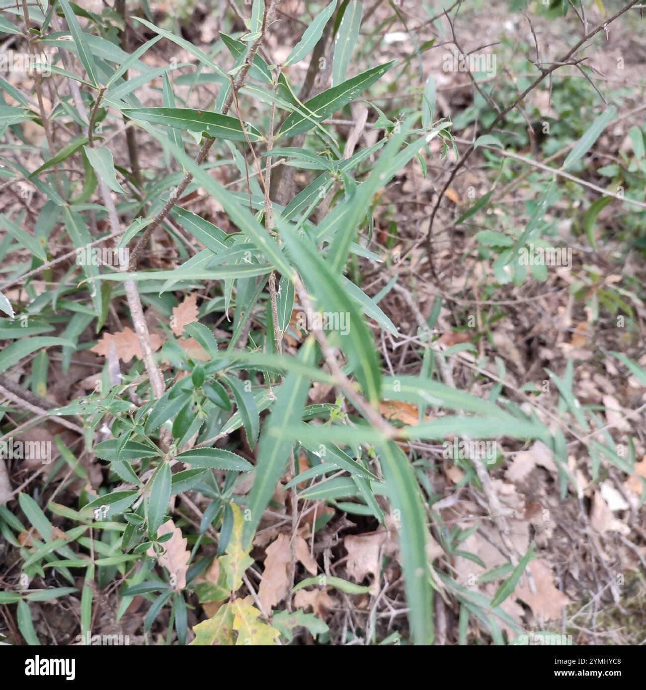 Narrow-leaved mock privet (Phillyrea angustifolia Stock Photo - Alamy