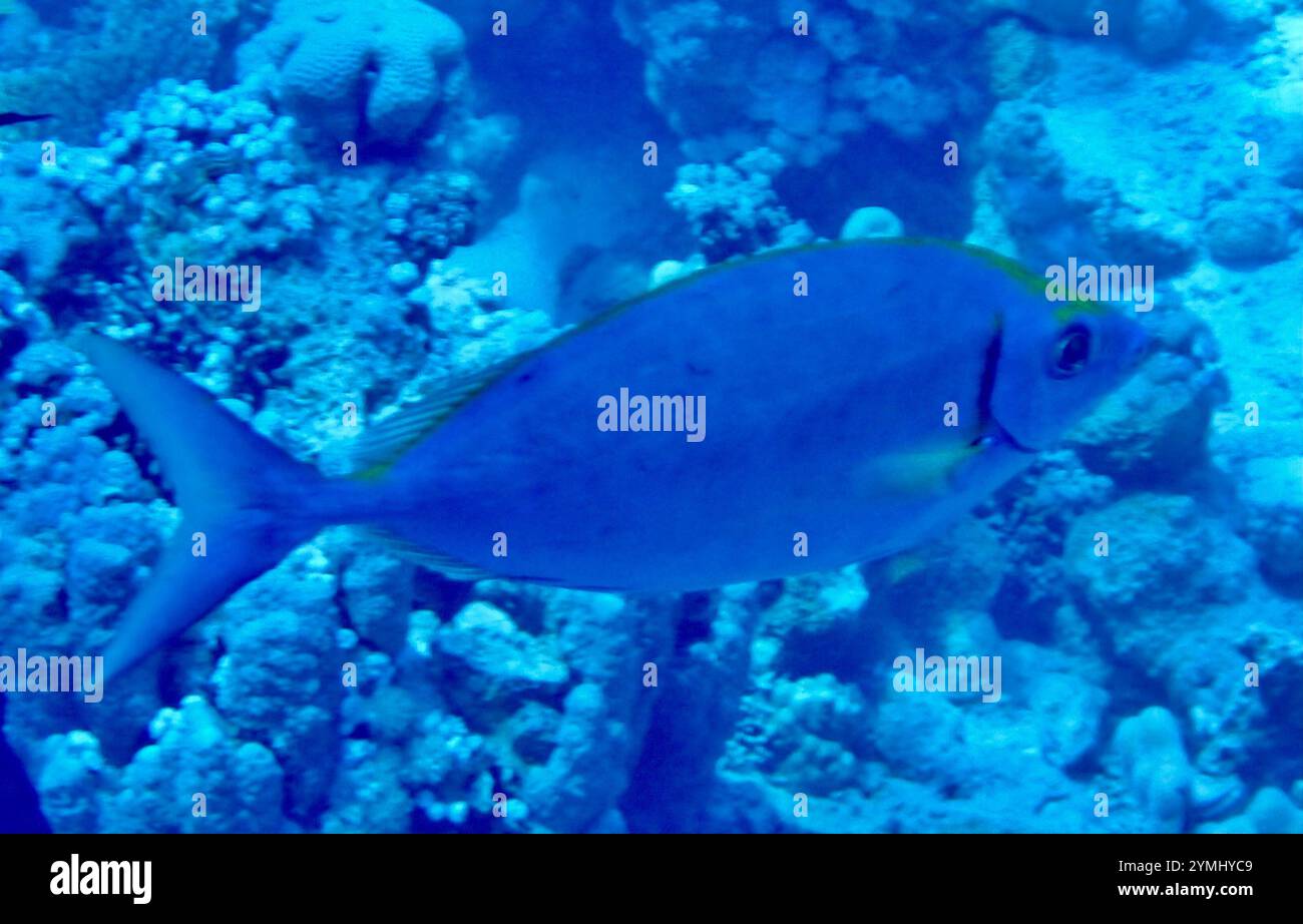 Siganus argenteus hi-res stock photography and images - Alamy
