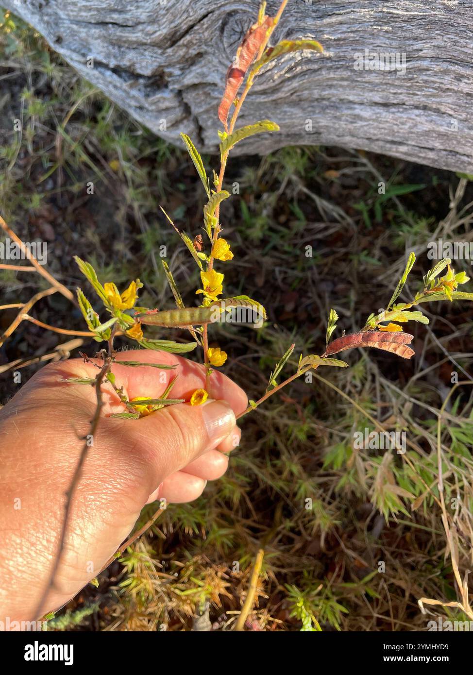 Sensitive pea hi-res stock photography and images - Alamy