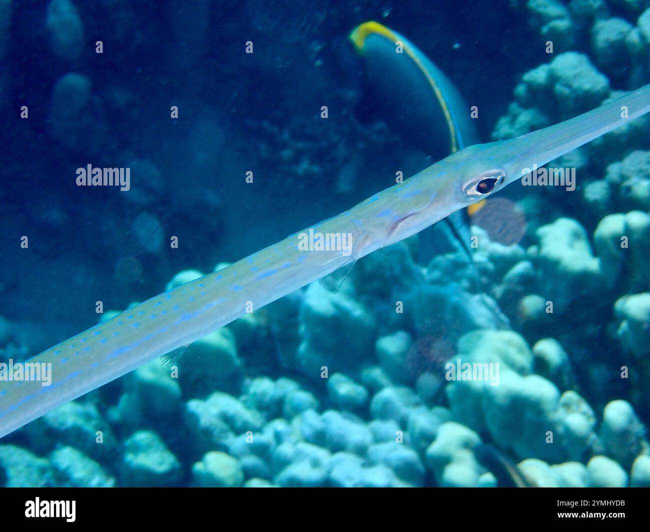 Bluespotted Cornetfish (Fistularia commersonii Stock Photo - Alamy