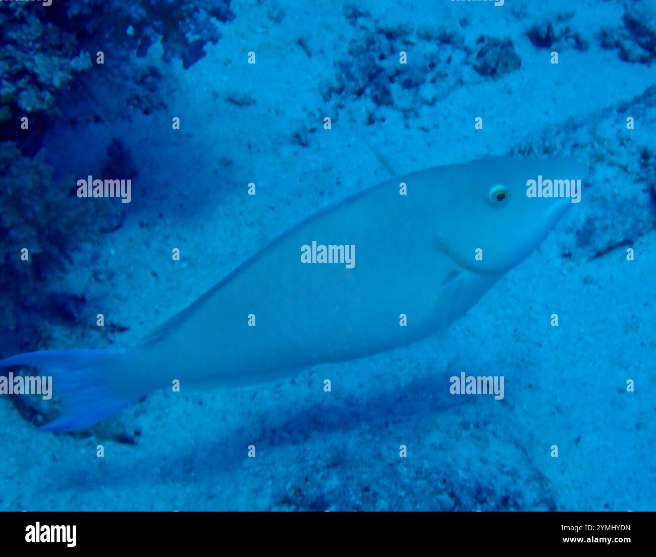 Longnose parrotfish hipposcarus harid hi-res stock photography and ...