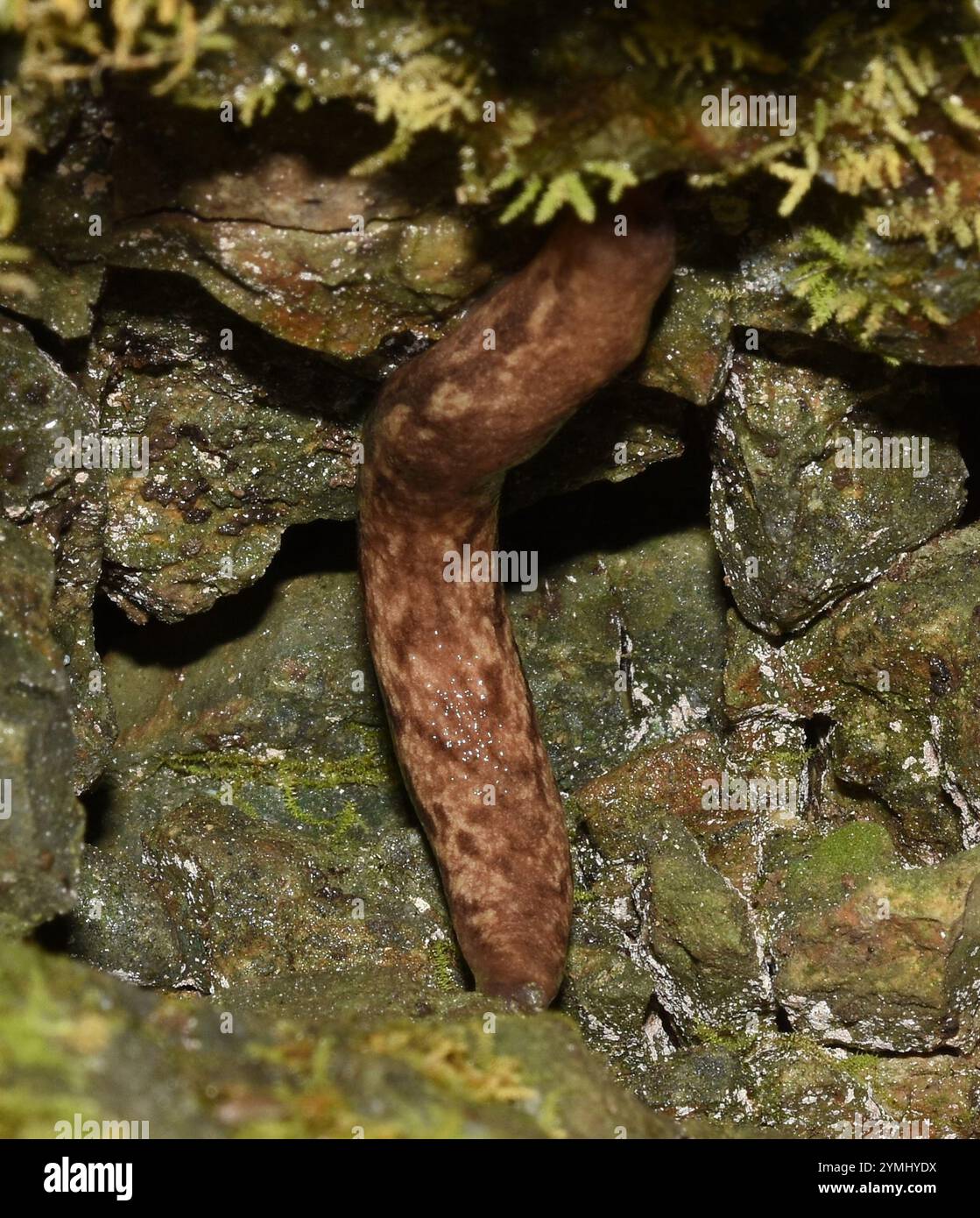 Changeable Mantleslug (Megapallifera mutabilis Stock Photo - Alamy