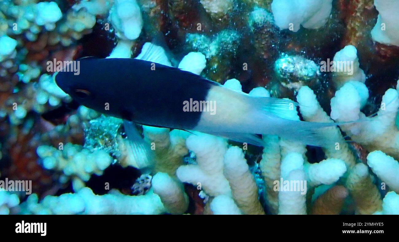 Red Sea Half-and-half Chromis (Pycnochromis dimidiatus Stock Photo - Alamy