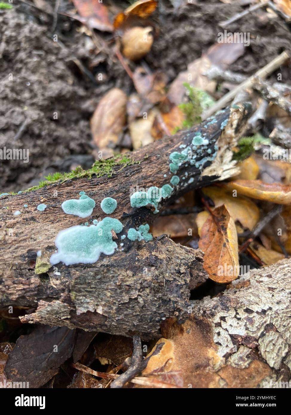 Trichoderma hi-res stock photography and images - Alamy