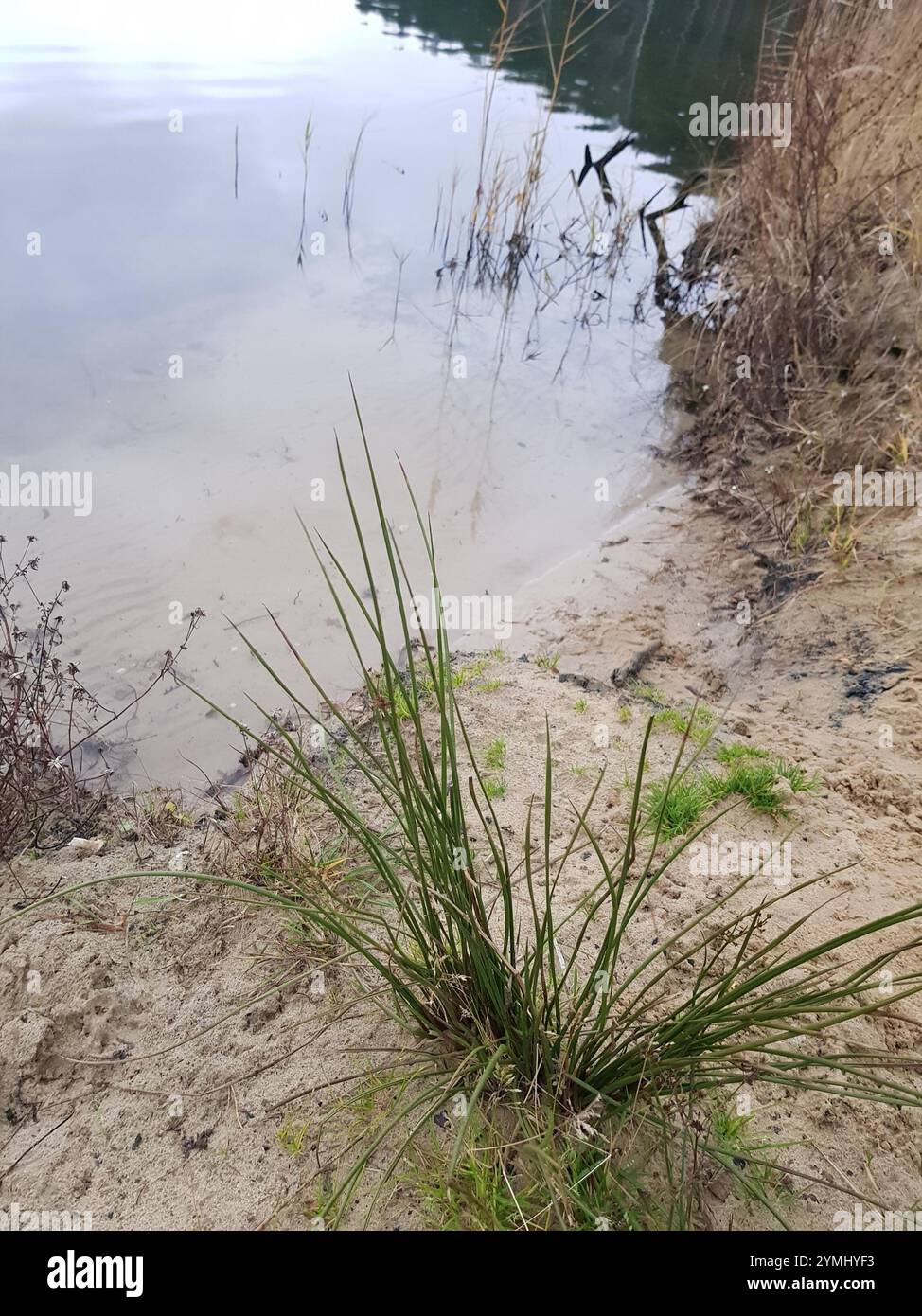 Soft Rush (Juncus effusus Stock Photo - Alamy