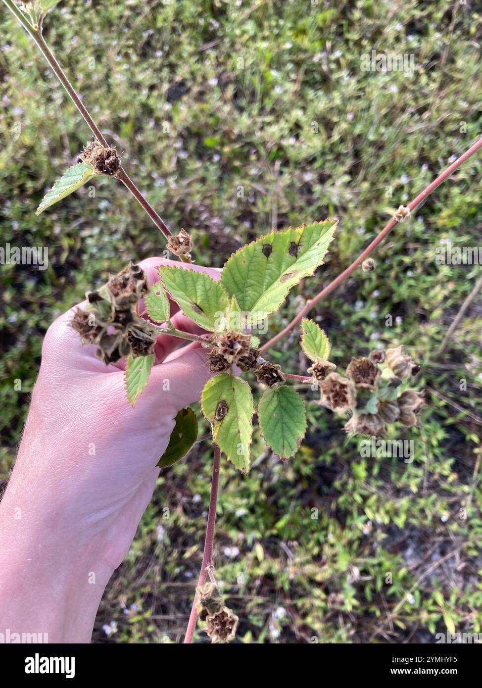 flannel weed (Sida cordifolia Stock Photo - Alamy